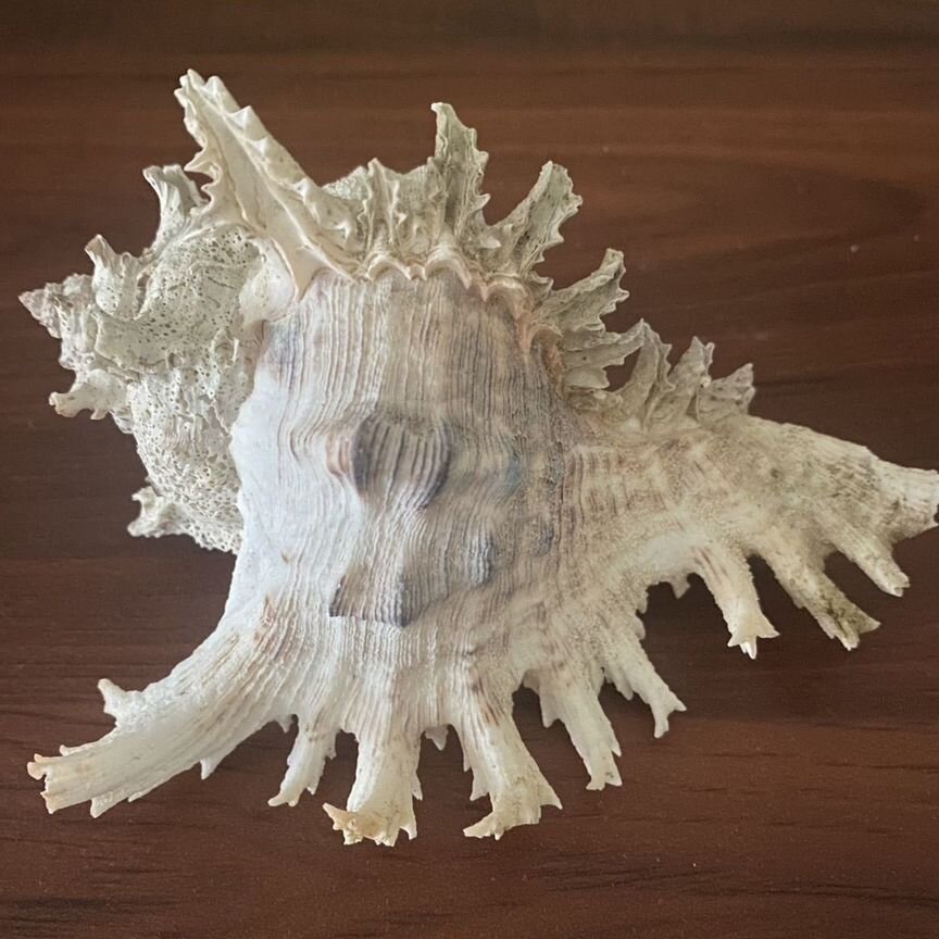 Ракушка морская