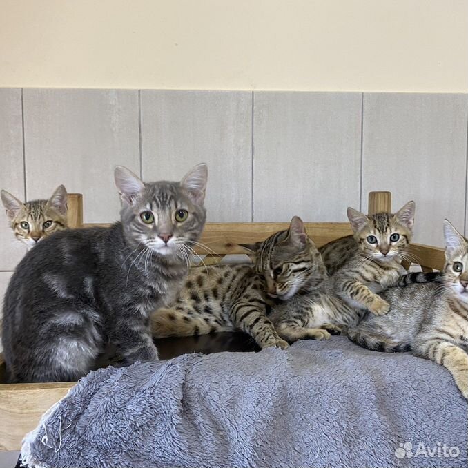 Леохаус ф2 котик