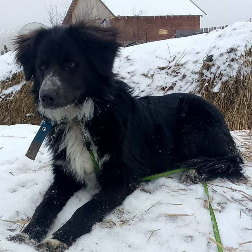 Взрослая собака в добрые руки