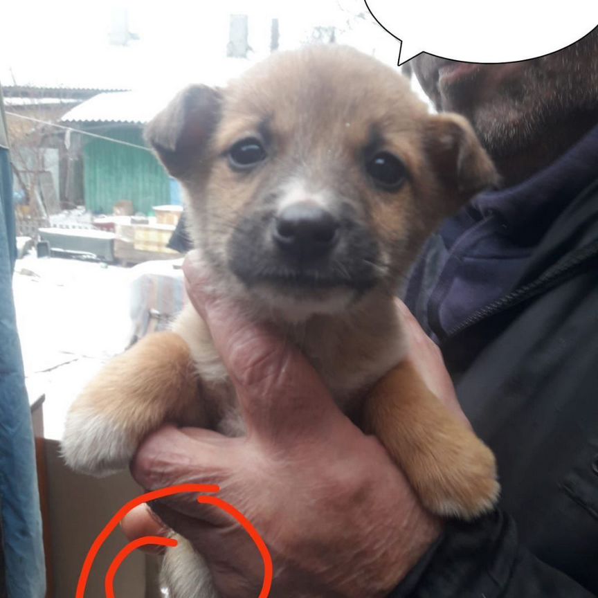 Собака в добрые руки отдам бесплатно