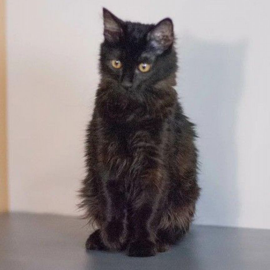 Невероятный по красоте котенок девочка