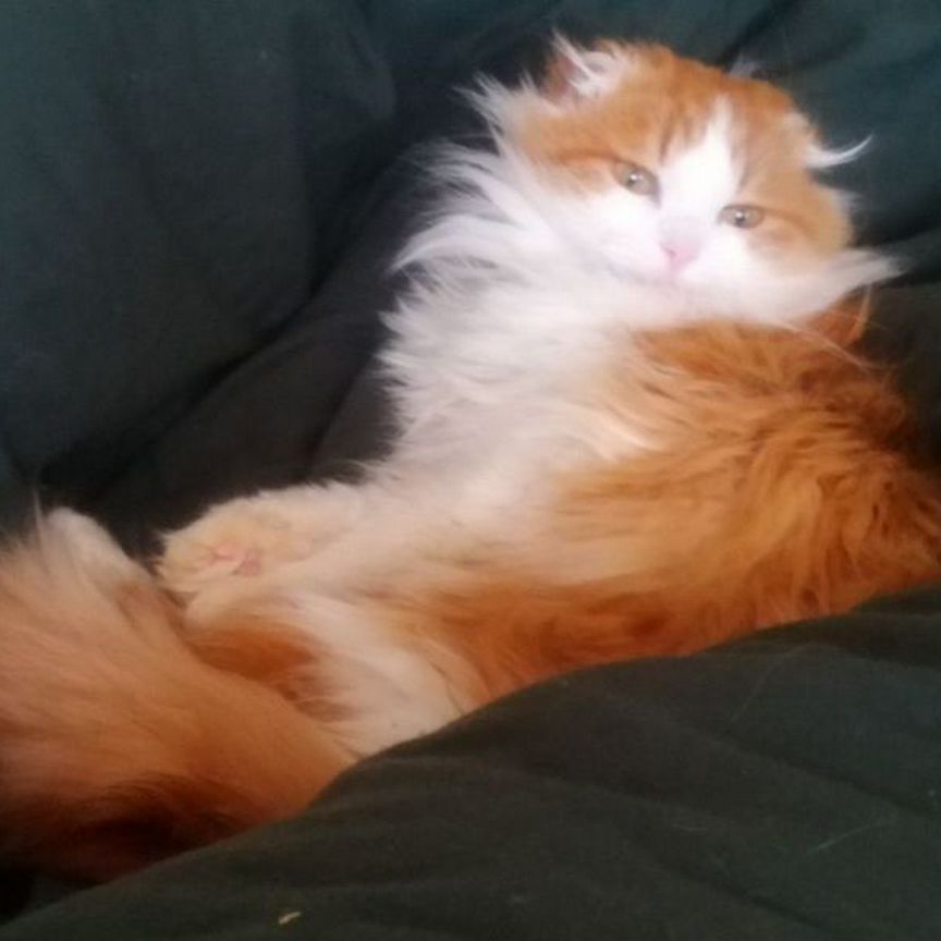 Шотландский вислоухий длинношёрстный, взрослый кот