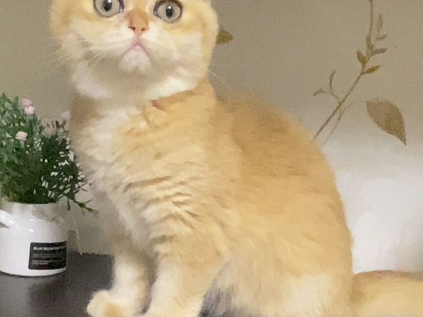 Шотландская кошечка Фортуна
