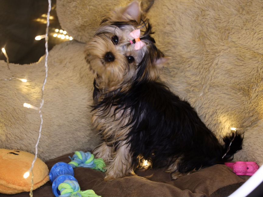 Малышка йорка с документами