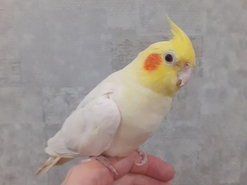 Попугай Корелла ручной