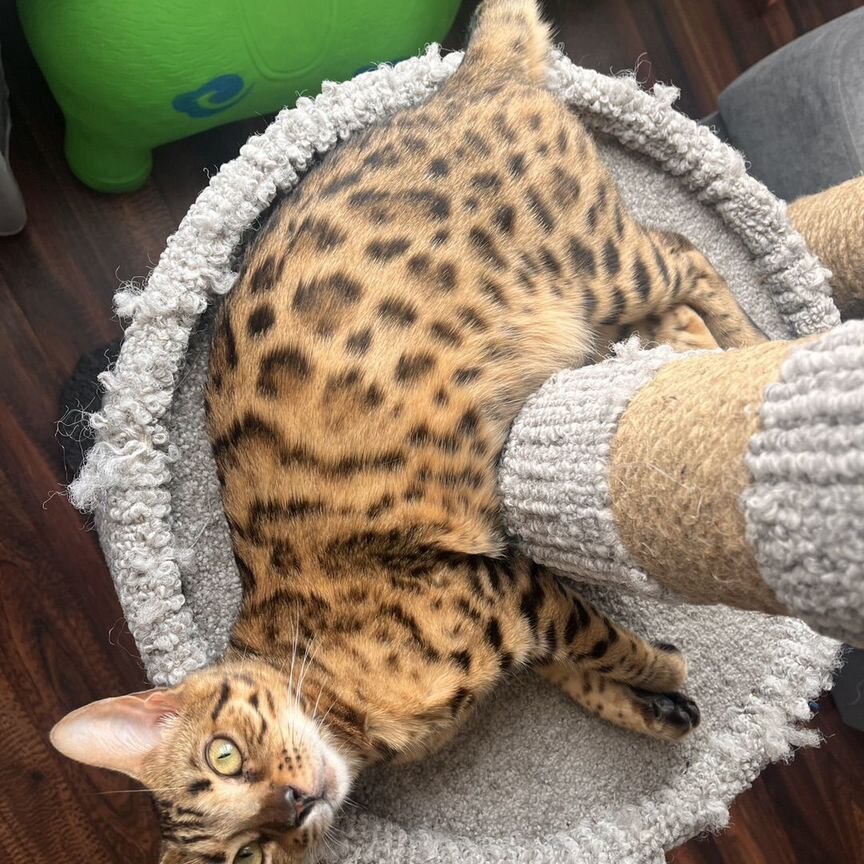 Бенгальская кошка