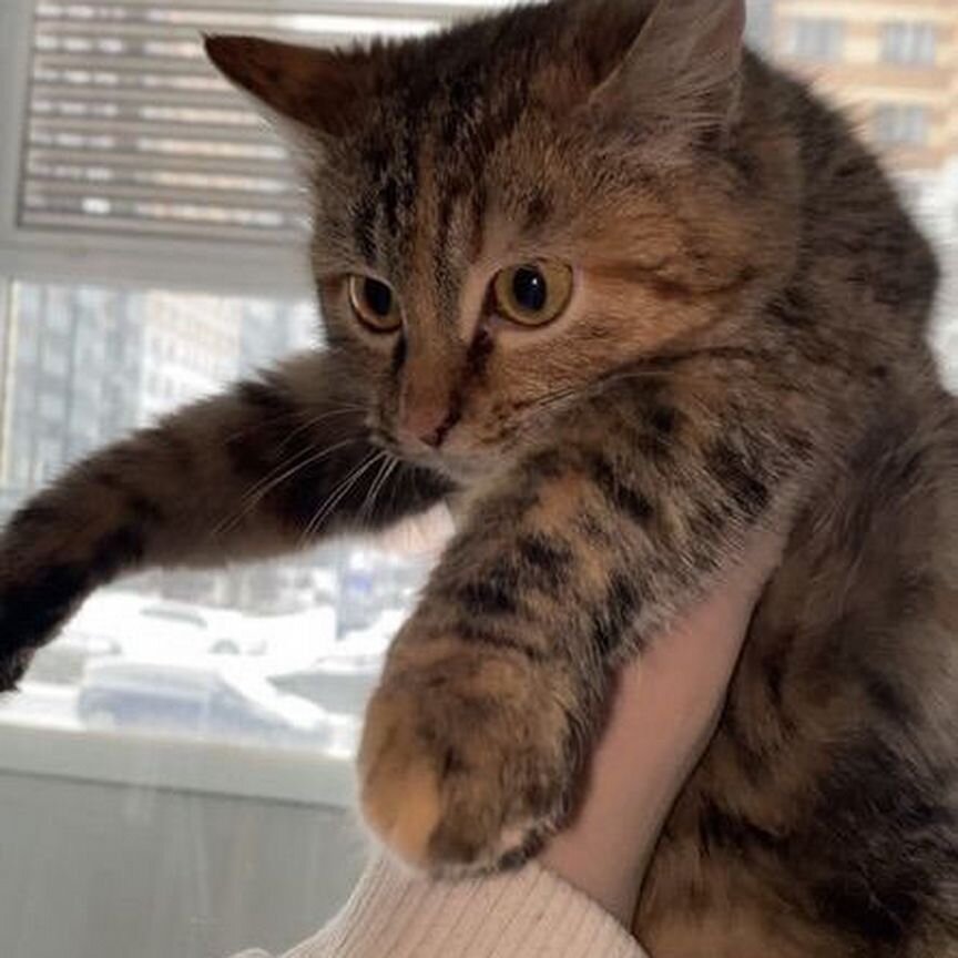 Котёнок