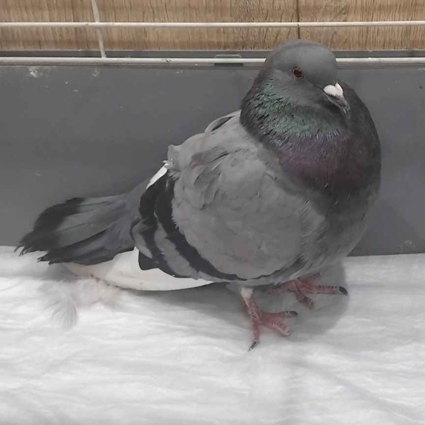 Голубь Оливер ищет дом