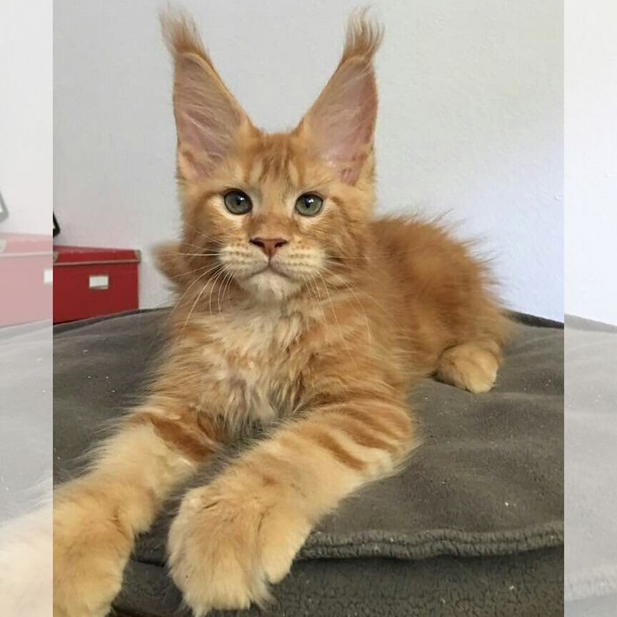Азиатская табби котёнок