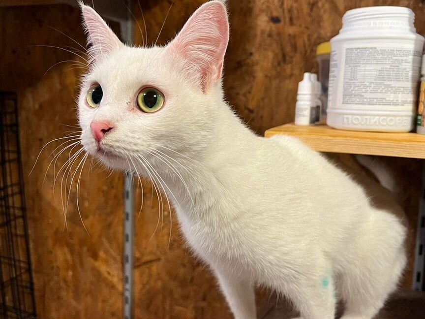 Белая кошечка в добрые руки