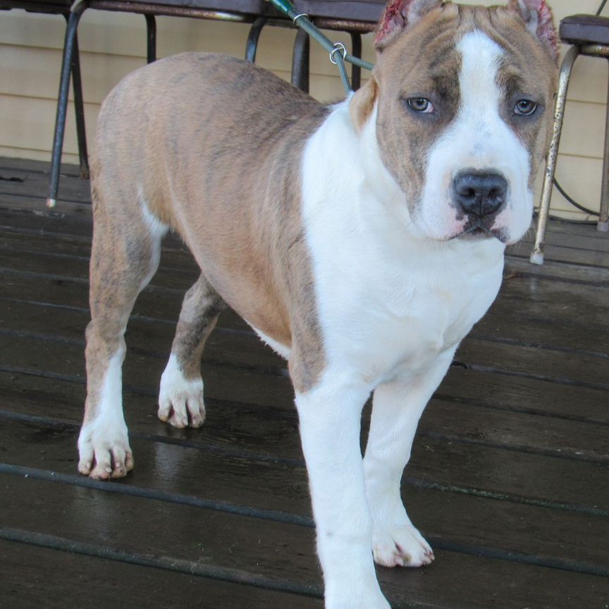 Американский стаффордширский терьер, щенок