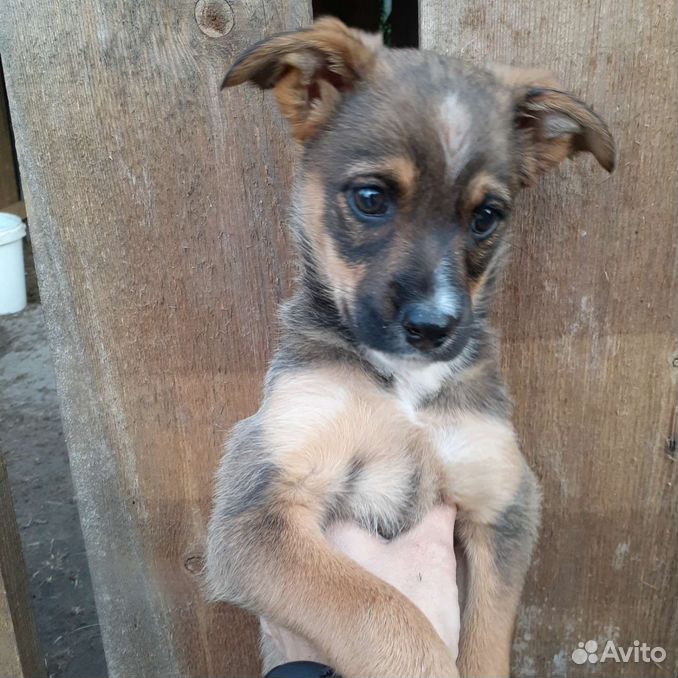 Кнопочка, миниатюрный щенок в добрые руки