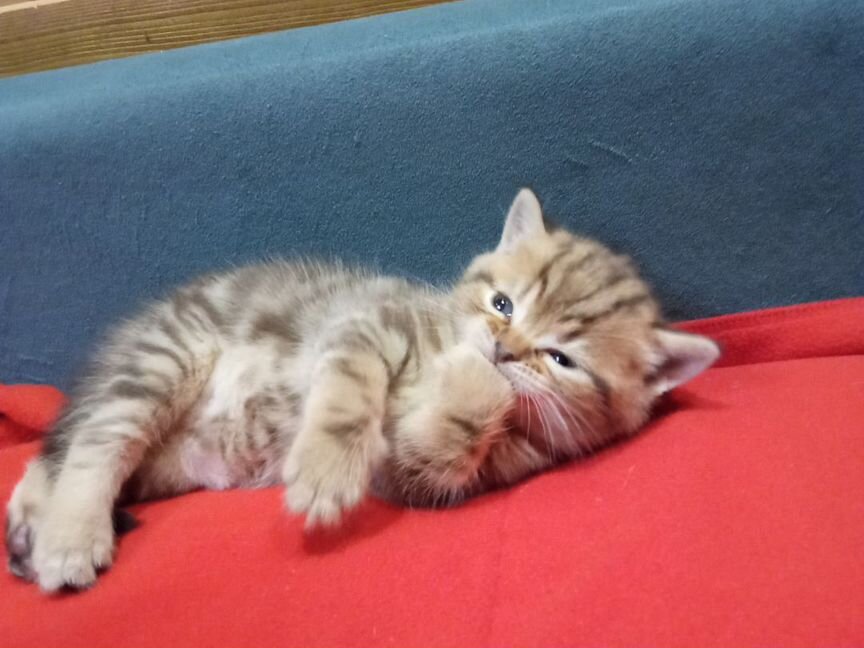 Котята