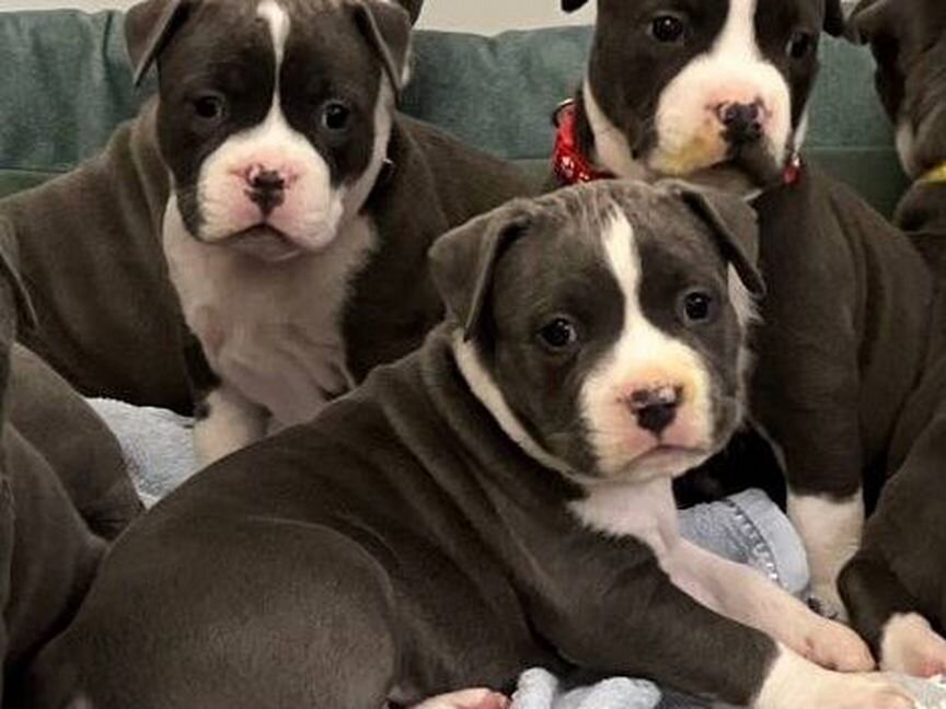 Щенки стаффордширского терьера