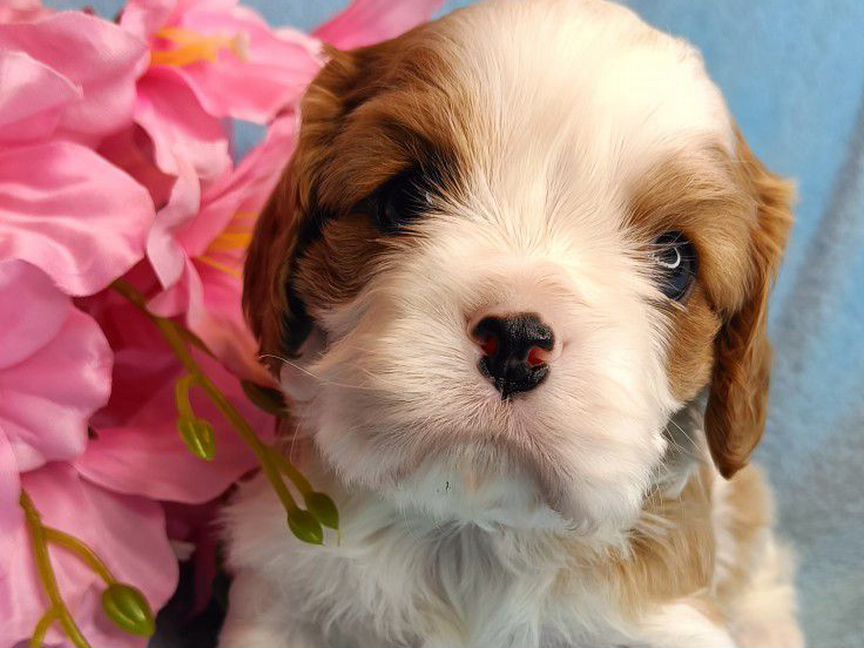 Кавалер Кинг Чарльз спаниель очень редкий мальчик