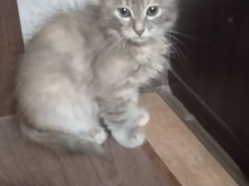 Котик в добрые руки