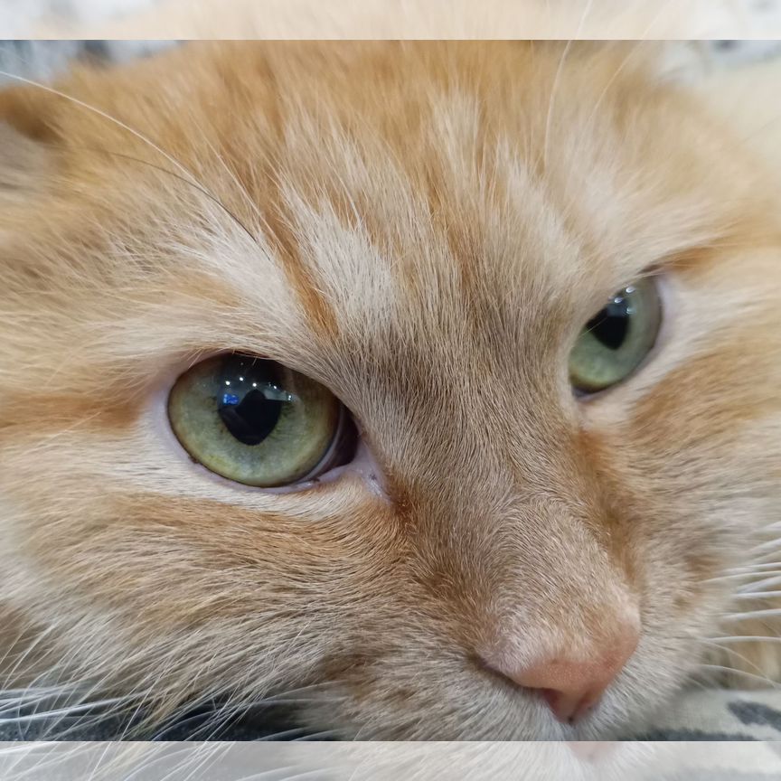 Взрослая кошка в добрые руки