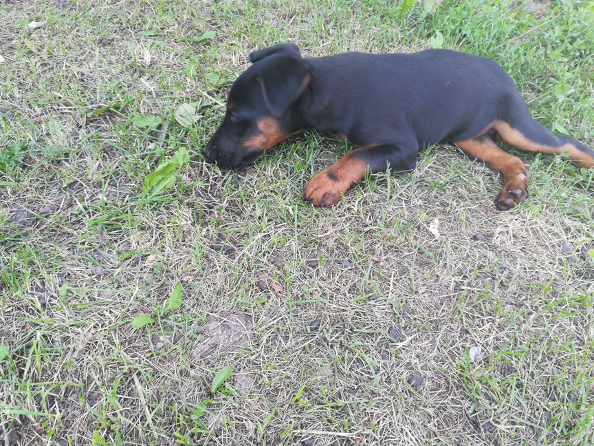 Щенки ягдтерьер