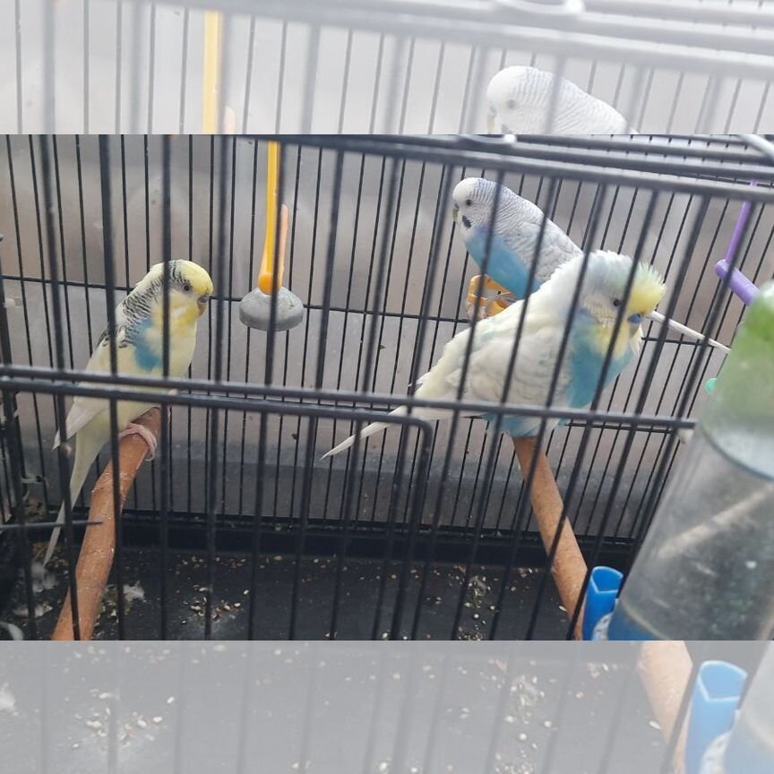 Волнистый попугай самец