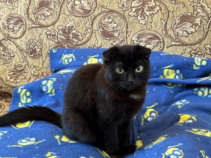 Шотландские котята