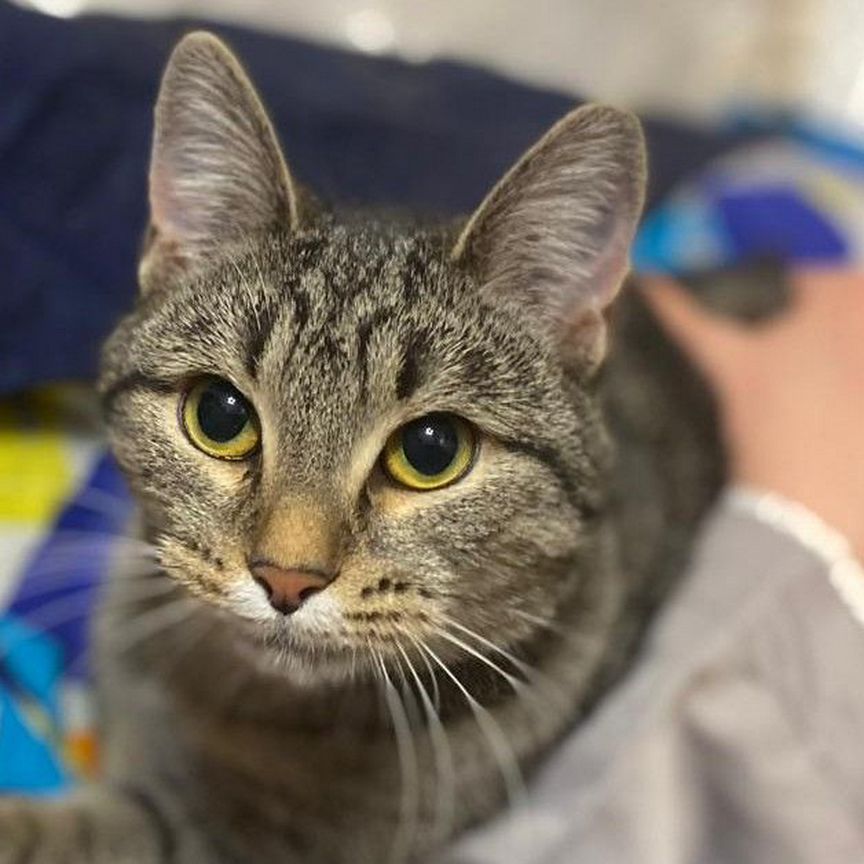 Дамочка в полосатом купальнике(6 мес)в добрые руки