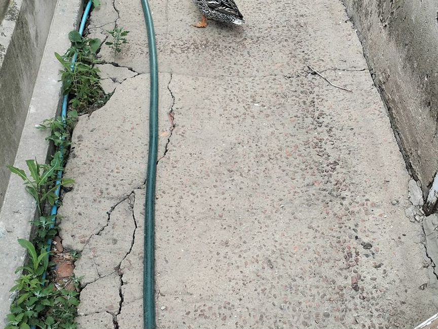 Дикие подсадные утки