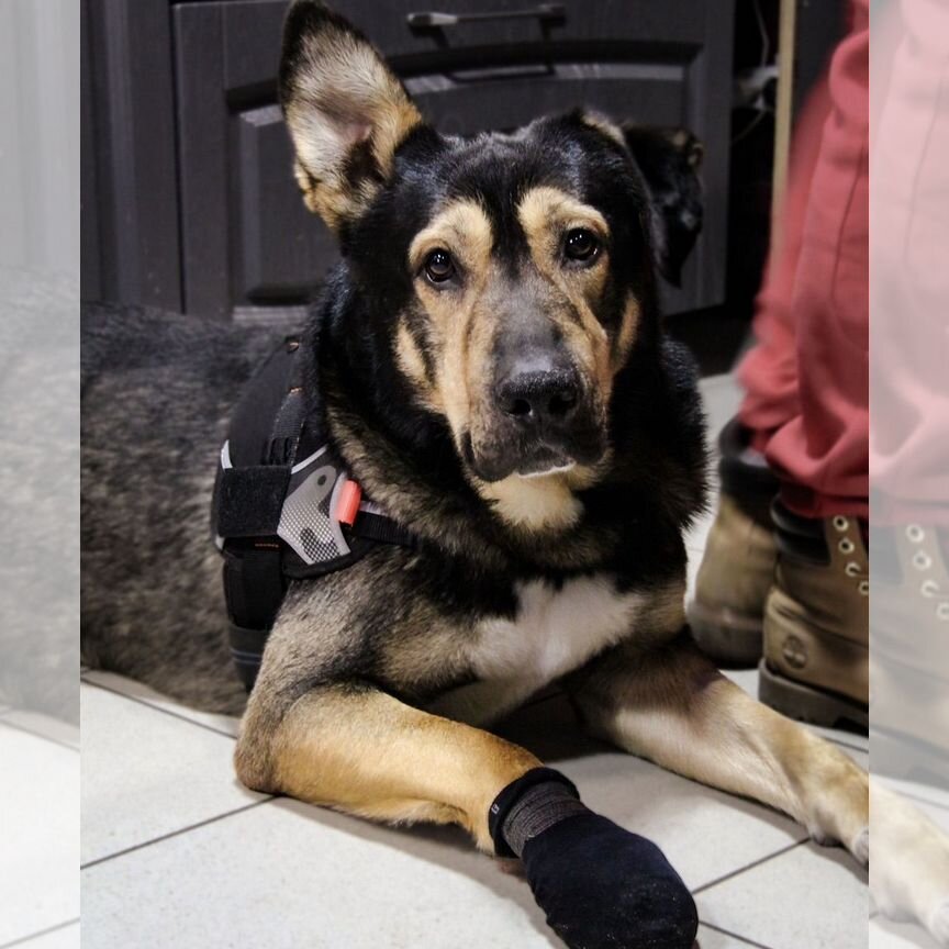 Взрослый пёс в добрые руки