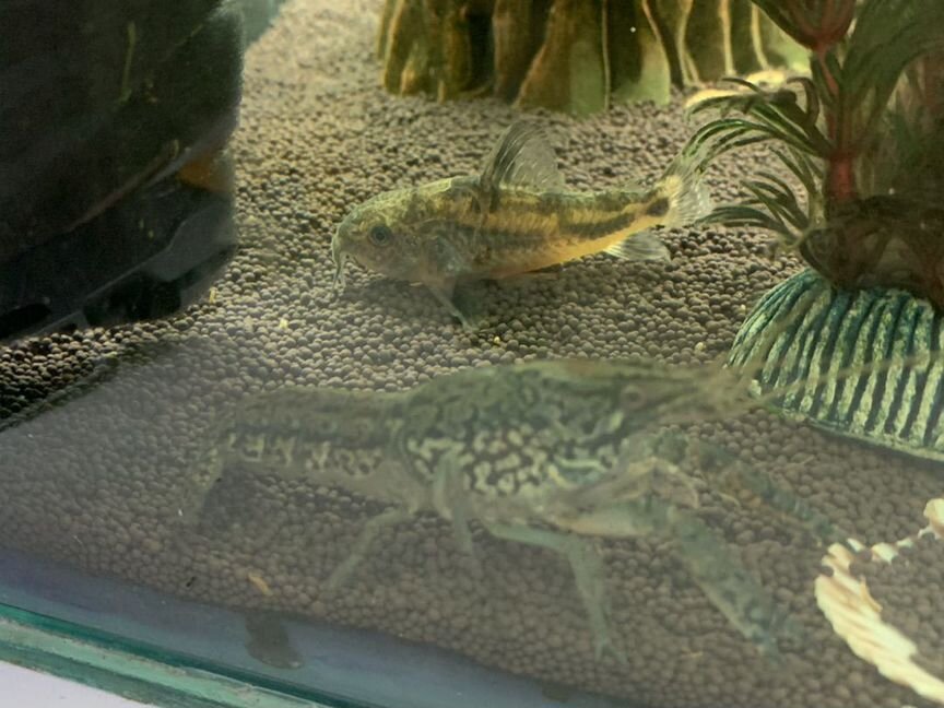 Рачки мраморные