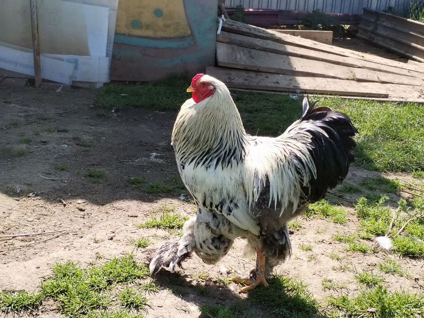 Брама семья 3+1