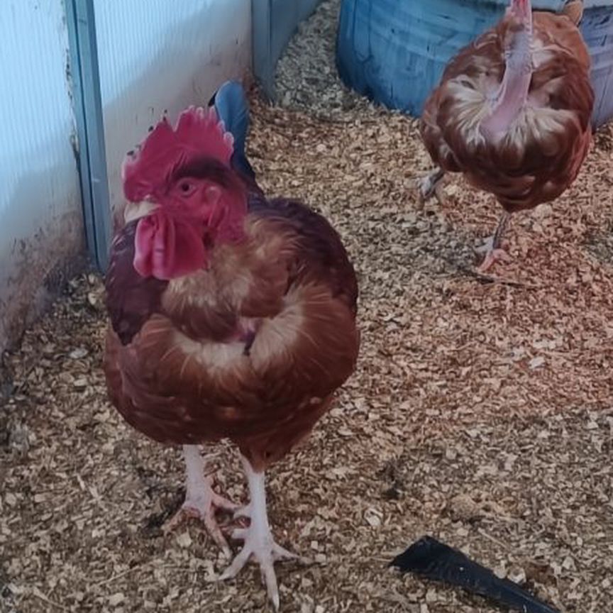 Инкубационное яйцо бройлерной голошейки