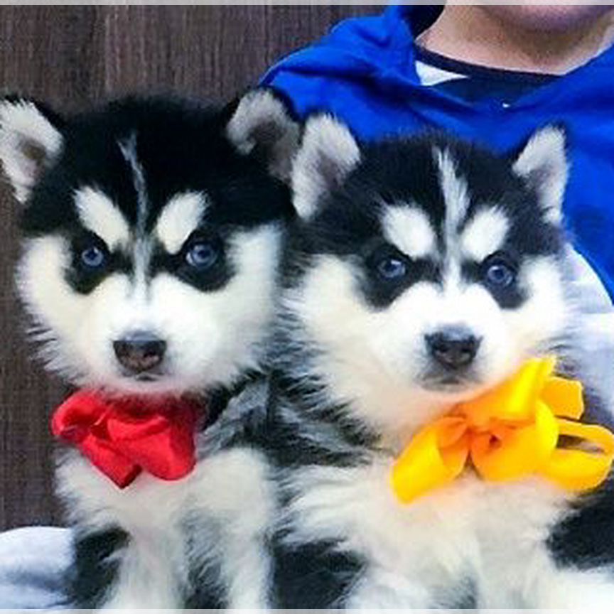 Яркие щенки хаски