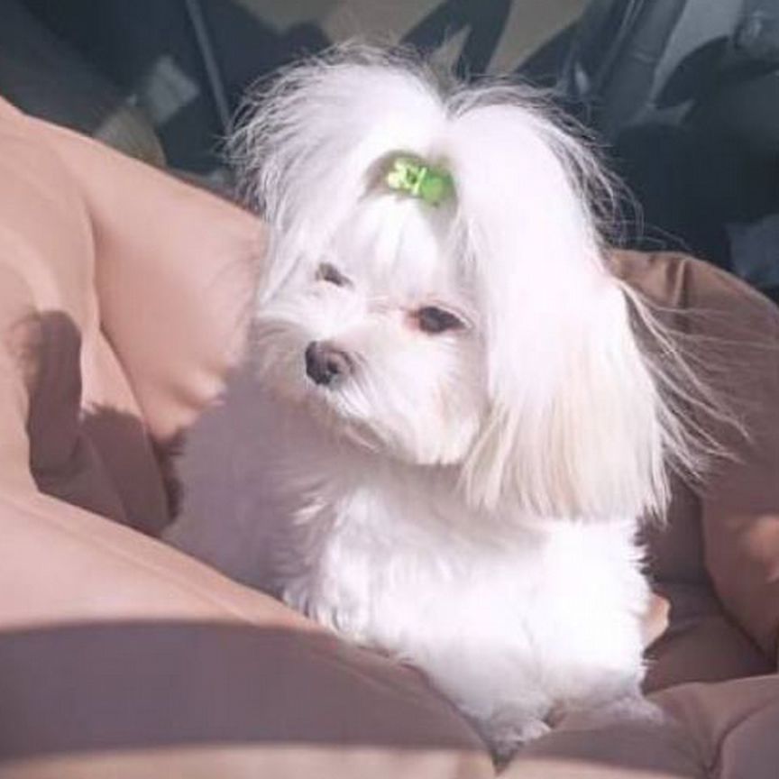 Автокресло для средних собак