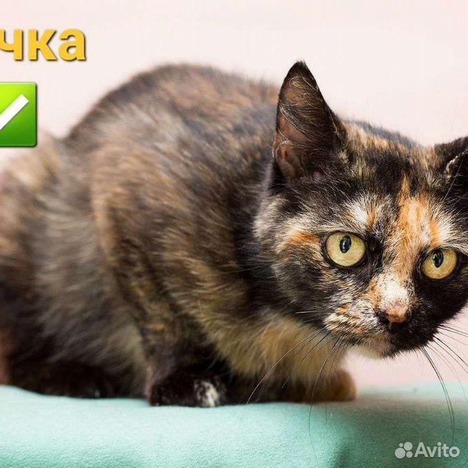 Кошка кот котенок котята в дар добрые руки