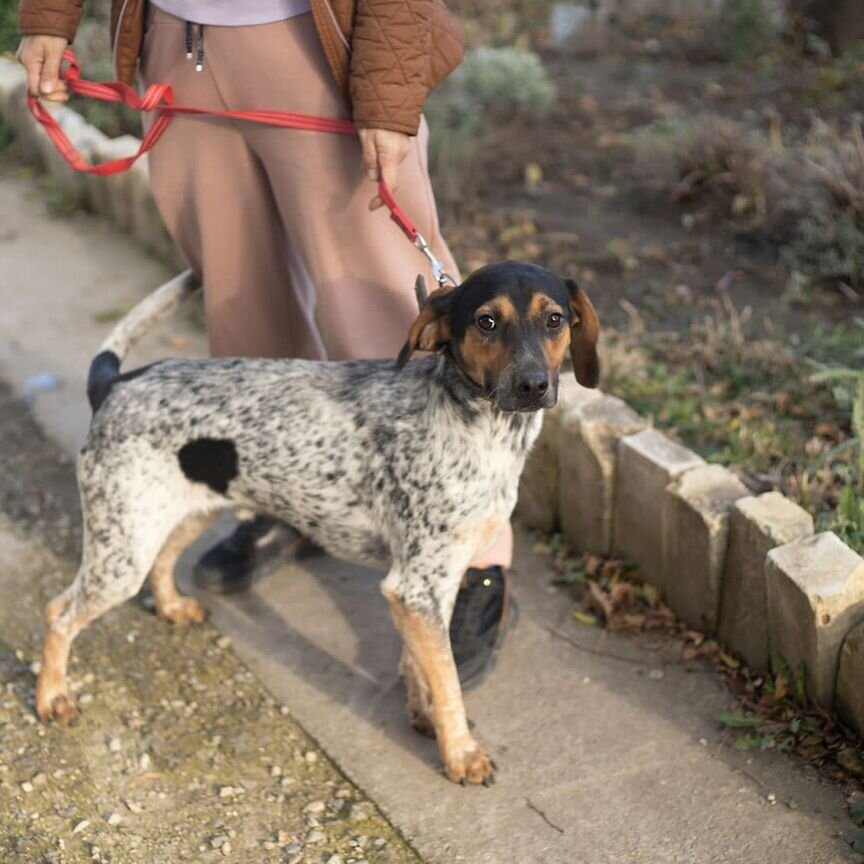 Грей кастрирован смесь курцхаар и гончая