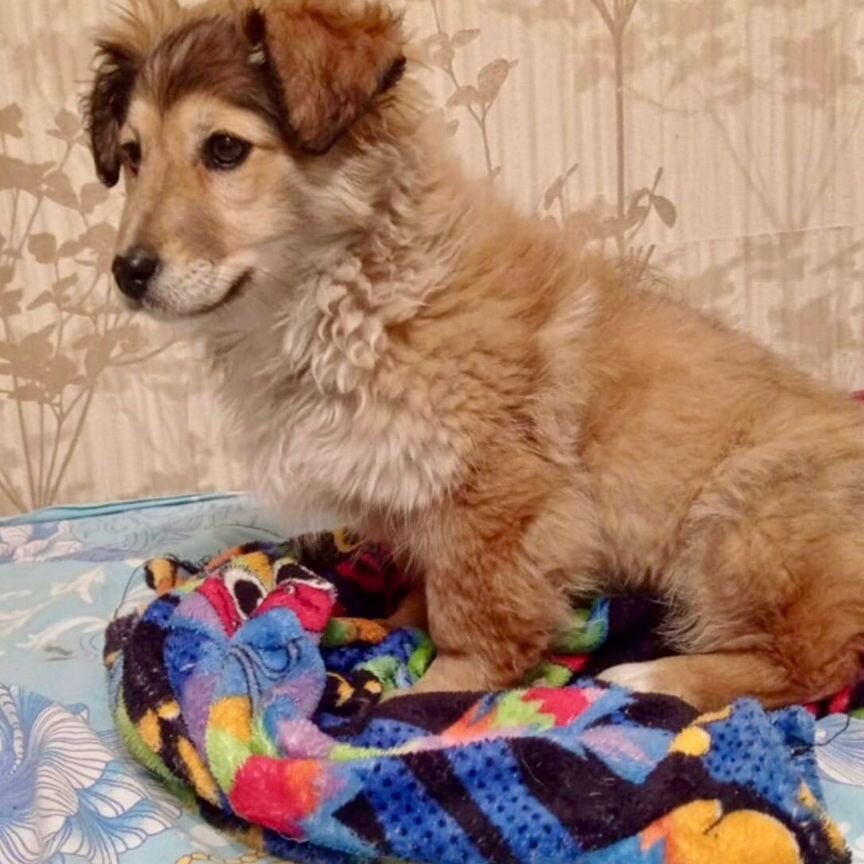 Коротколапый щенок, будет небольшим
