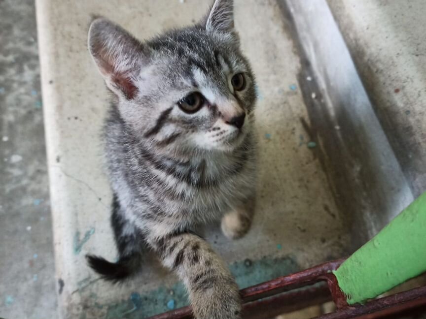 Кошка