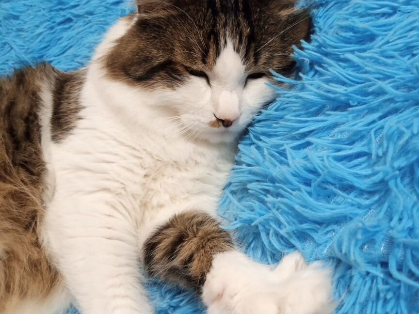 Отдам кота в добрые руки