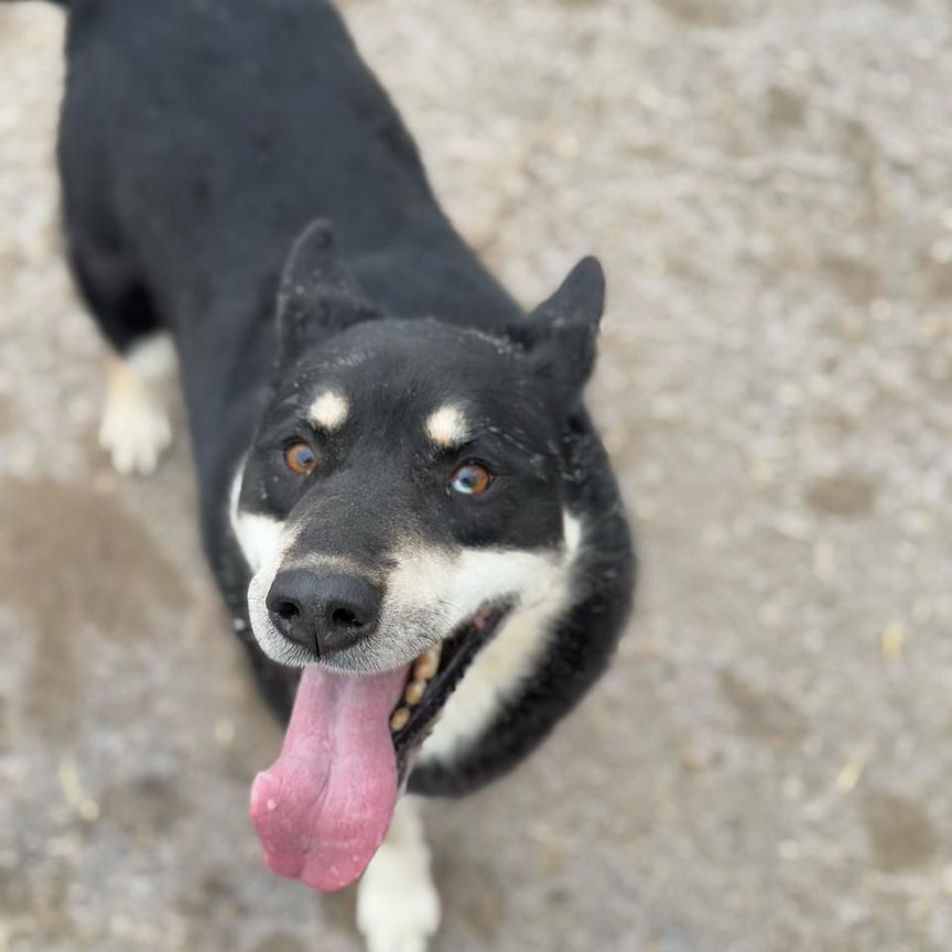 Добрый пёс Шафран для семьи