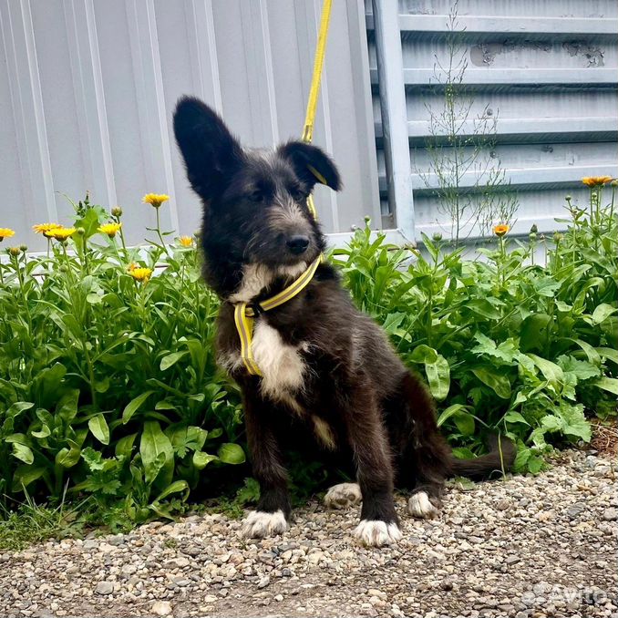 Славная девчушка Зайка ищет хозяев