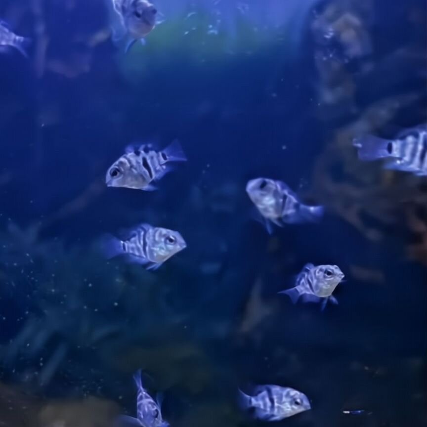 Рыбка сапфировый попугай