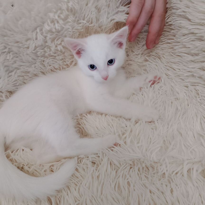 Котёнок