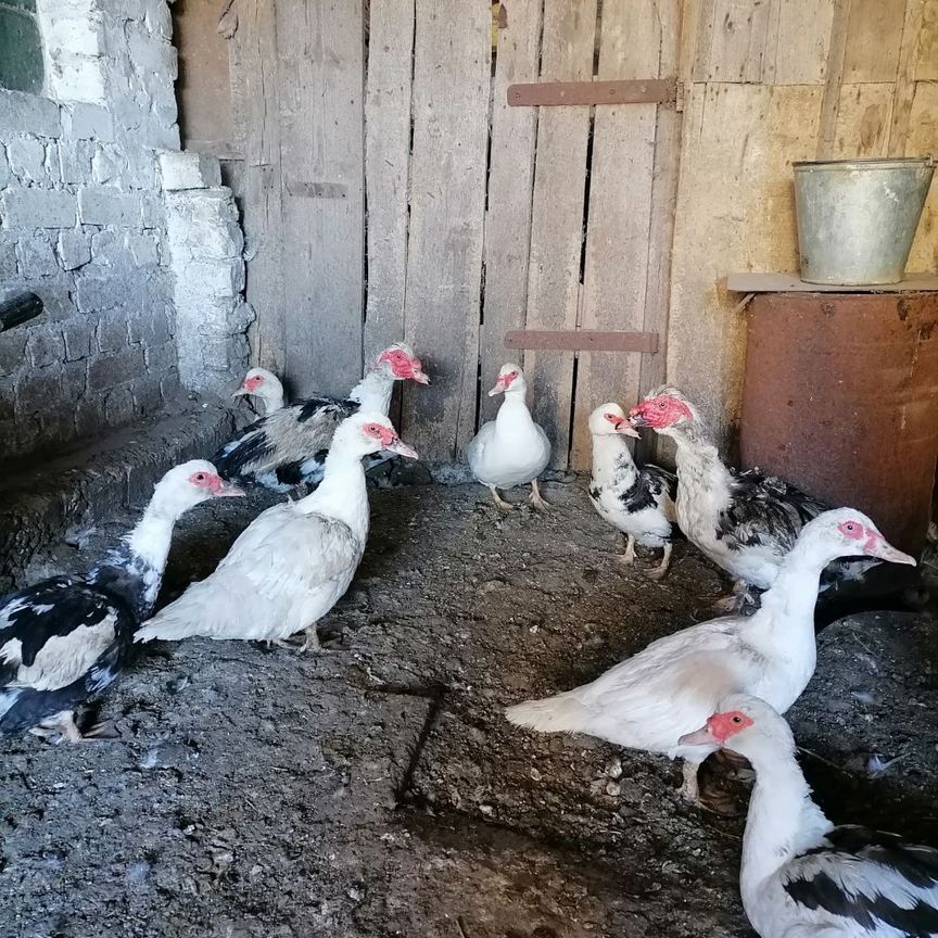 Индоутка мускусная утка