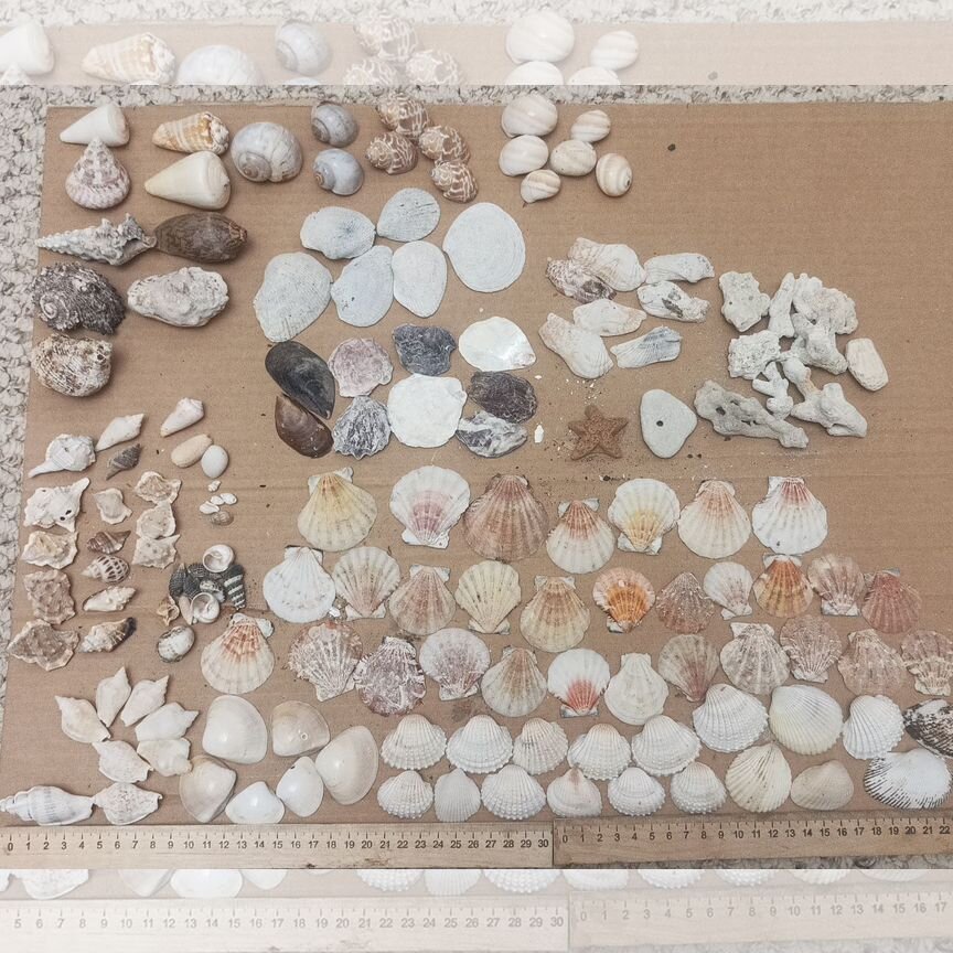 Морские ракушки, раковины, кораллы