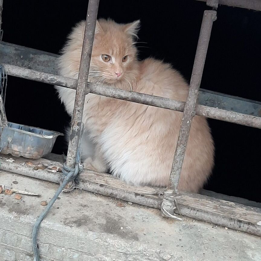 Молодая персиковая девочка ищет дом