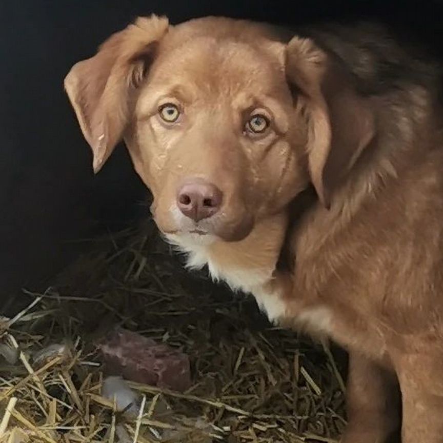 Щенок в добрые руки