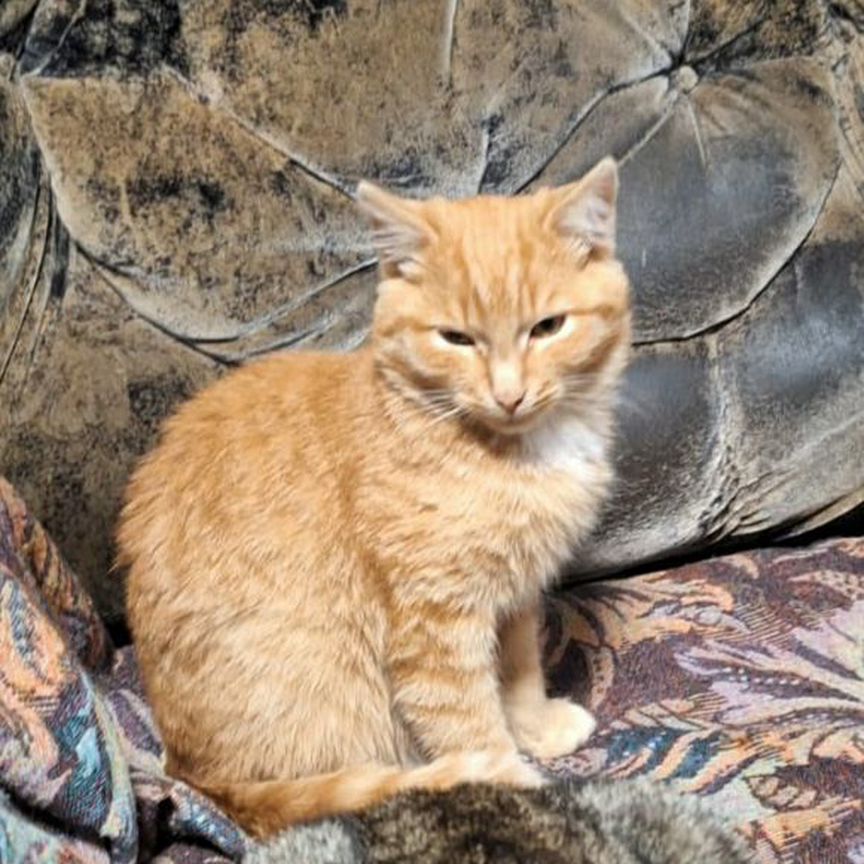 Очаровательный домовёнок в поисках семьи