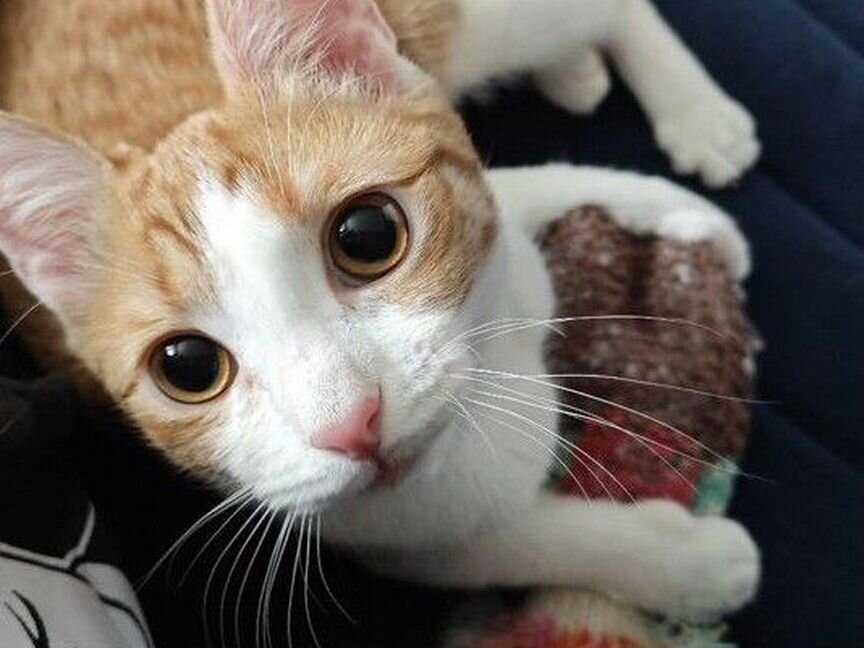 Котенок-подросток, девочка. Милота)