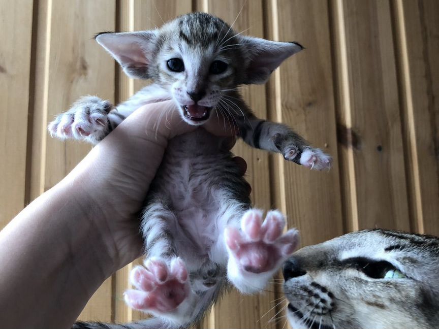 Ориентальные котята