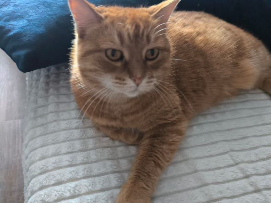 Кошка лисенок