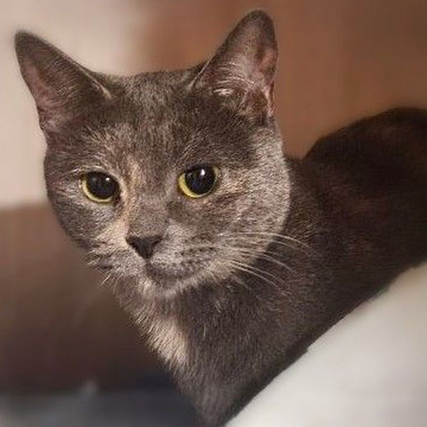 Кошечка Мышка - затаенная нежность в добрые руки